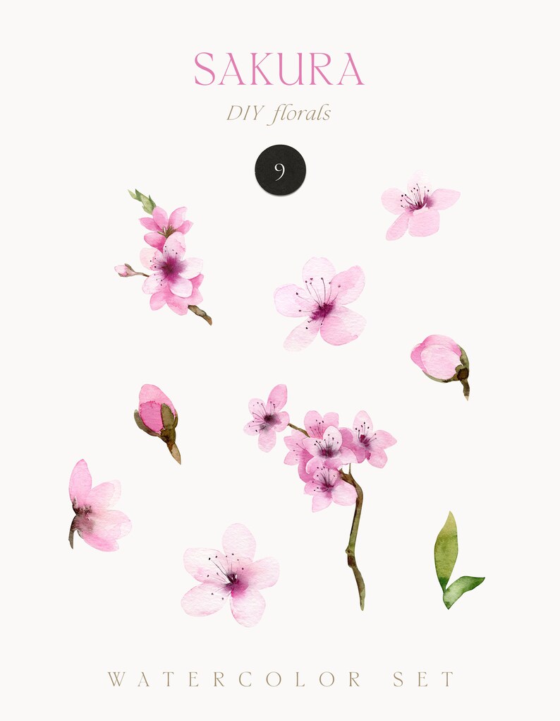 Watercolor Sakura Png Clipart Cherry Blossom Flowers Clipart - Etsy