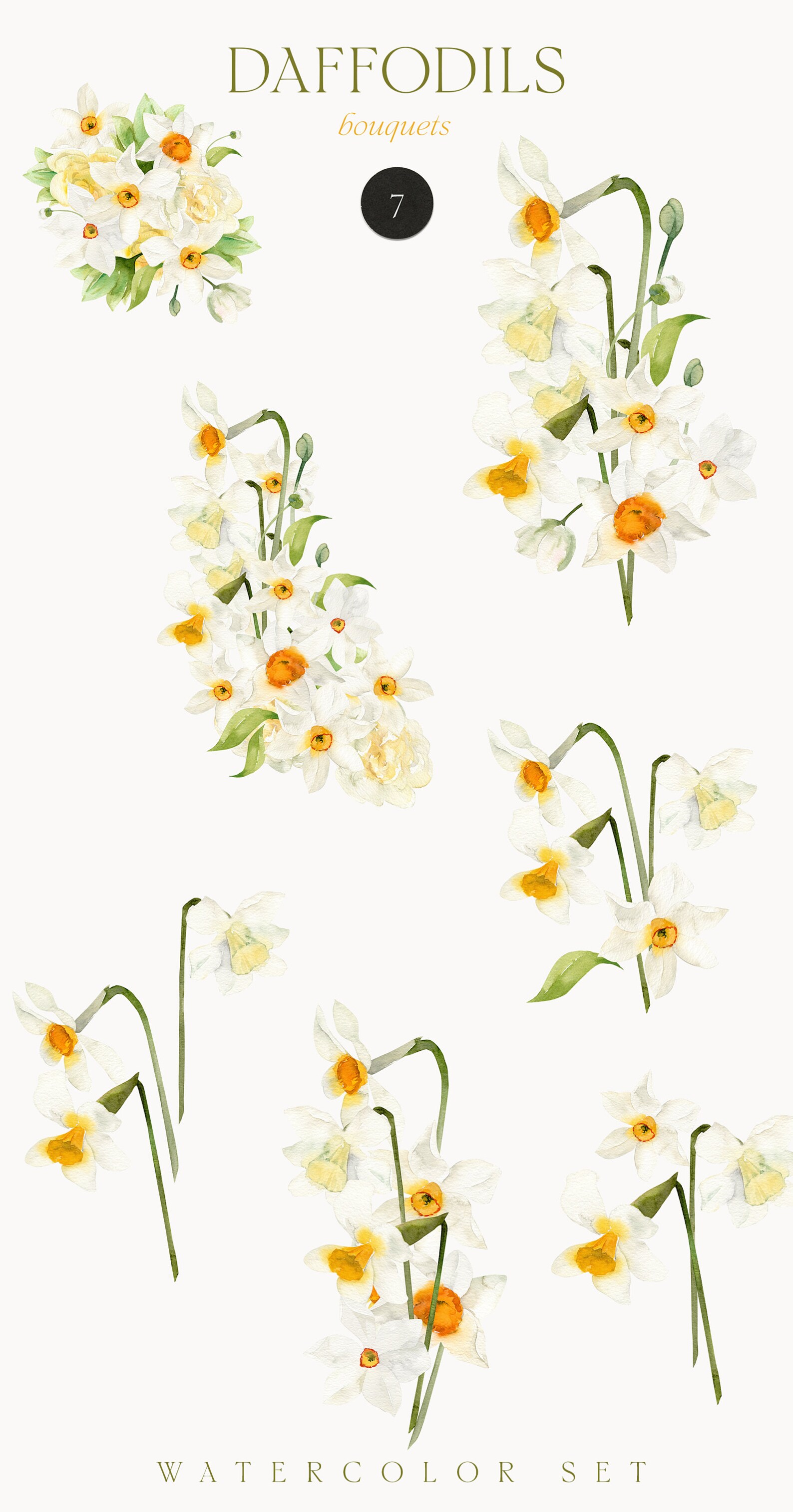 Watercolor Daffodils Png Clipart Daffodil Flowers Clipart - Etsy