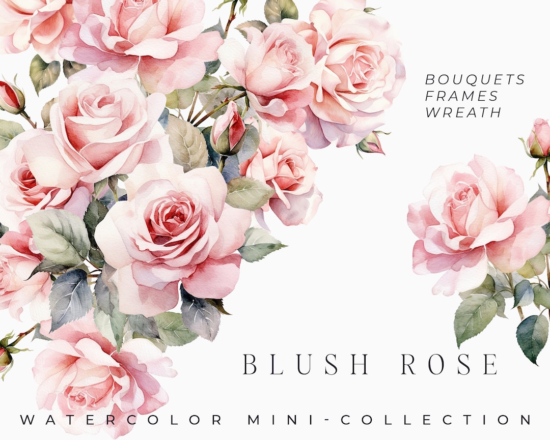 Watercolor Blush Roses Clipart - Watercolor Floral Clipart - Pink Rose ...