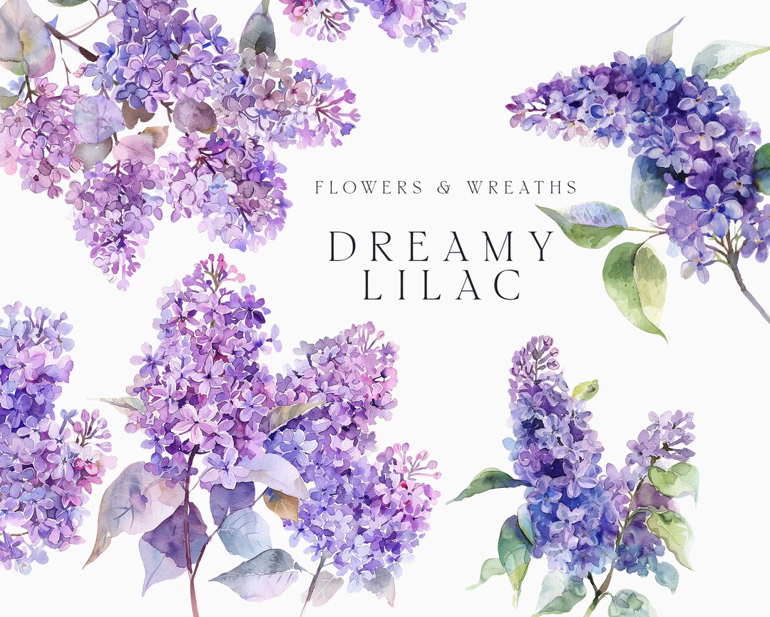 Watercolor Lilac Clipart - Watercolor Floral Clipart Png - Purple Lilac ...