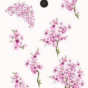 Watercolor Sakura Png Clipart - Cherry Blossom Flowers Clipart - Spring ...