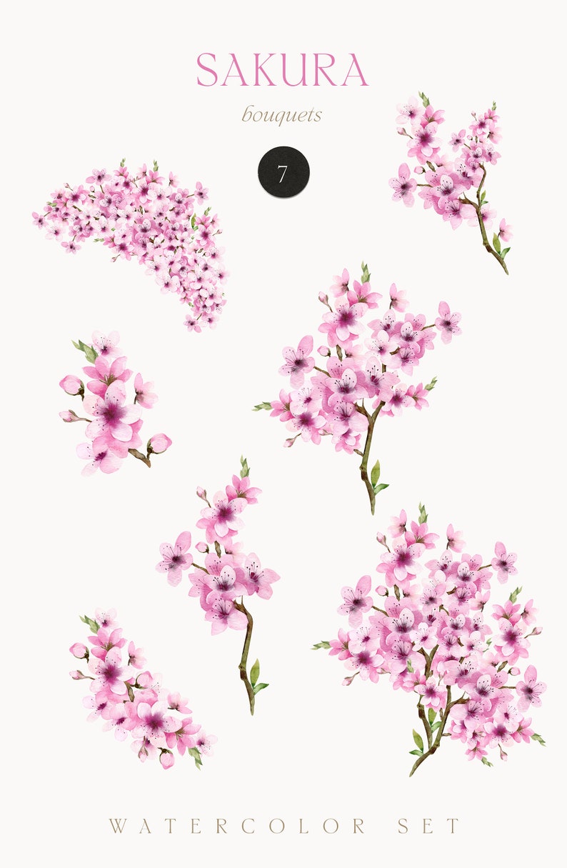 Watercolor Sakura Png Clipart Cherry Blossom Flowers Clipart - Etsy