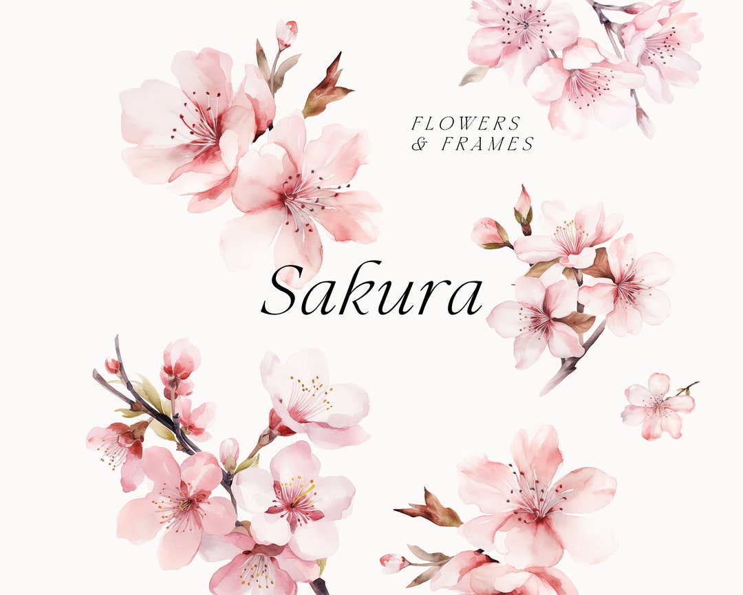 Watercolor Floral Clipart - Watercolor Sakura Clipart Png - Watercolor ...