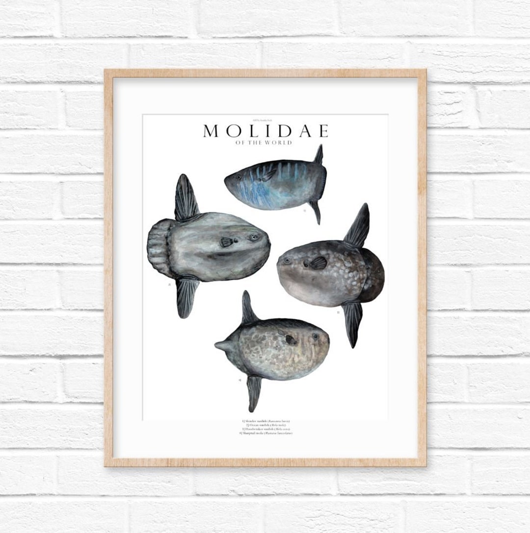 Ocean Sunfish Giclée Print, Illustration, Ocean Animals, Watercolor ...