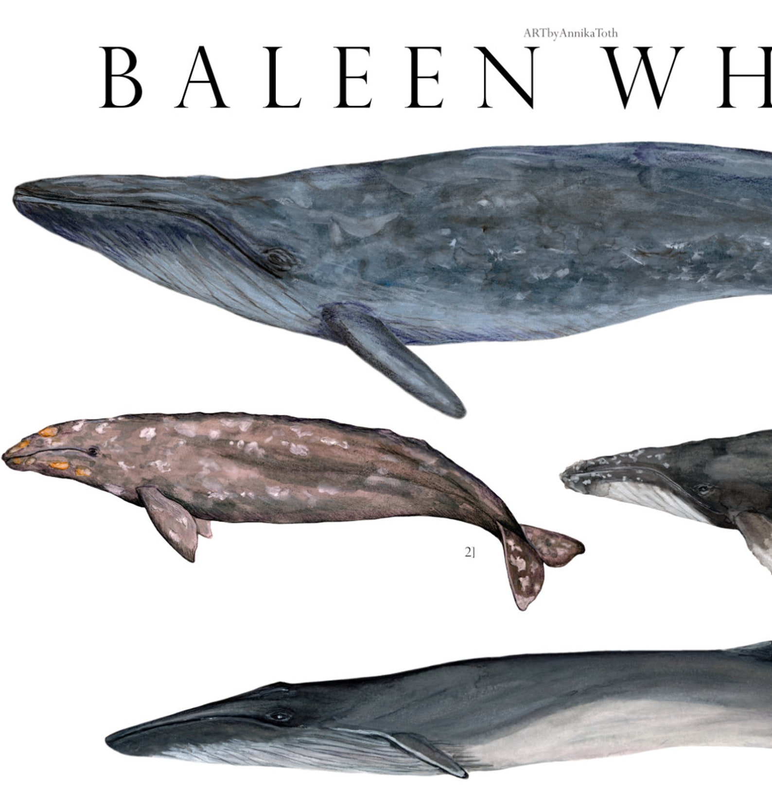 Baleen Whales Giclée Print Illustration Ocean Animals - Etsy