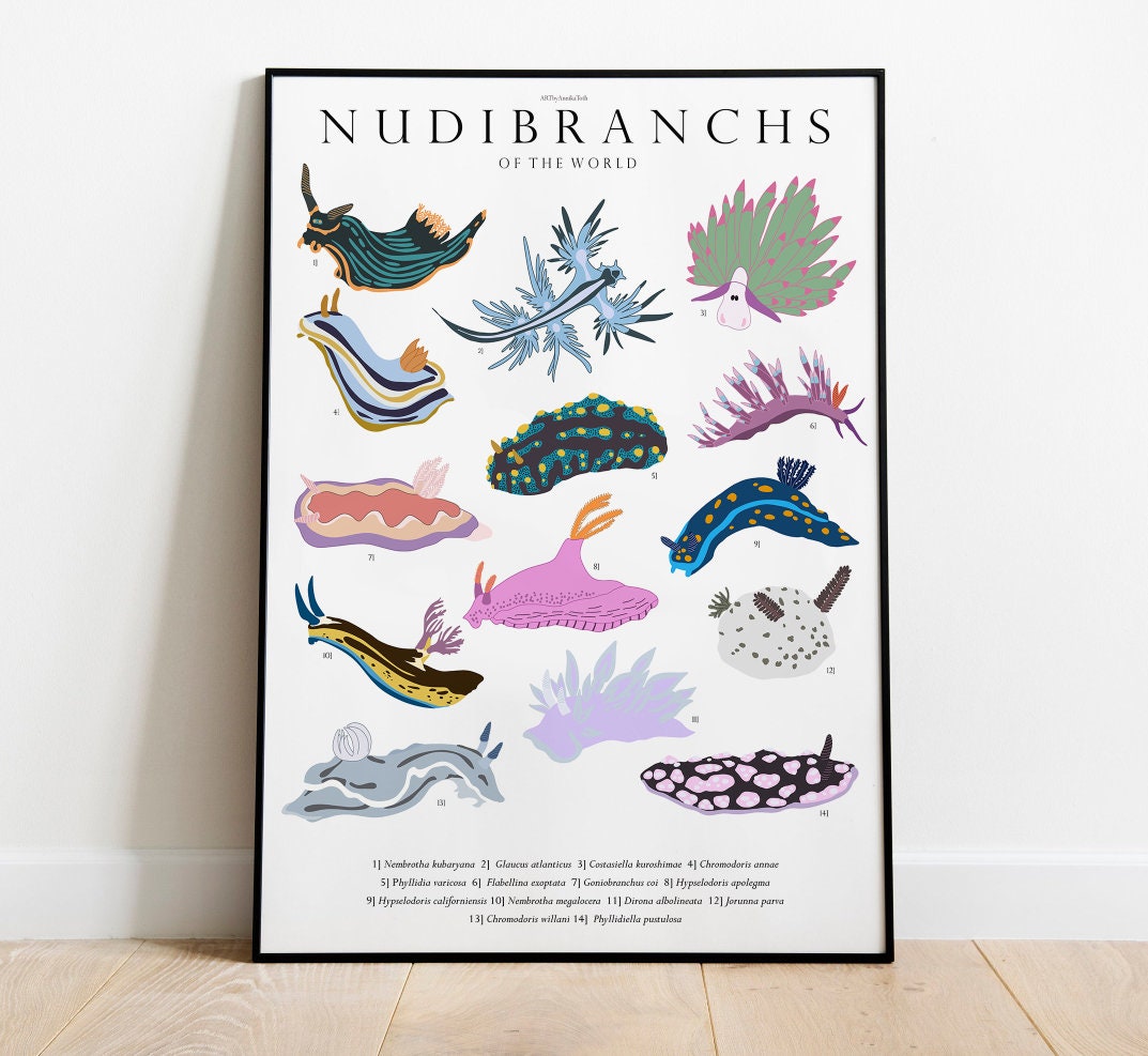 PRINTABLE Nudibranchs seaslugs of the World Poster, Educational ...