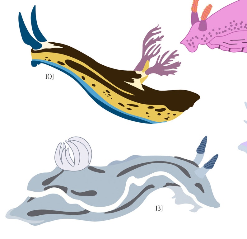PRINTABLE Nudibranchs (seaslugs) of the World Poster, Educational ...