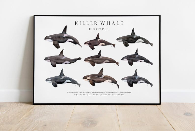 Killer Whale Ecotypes Watercolor Poster – Marine Biology Art - Etsy
