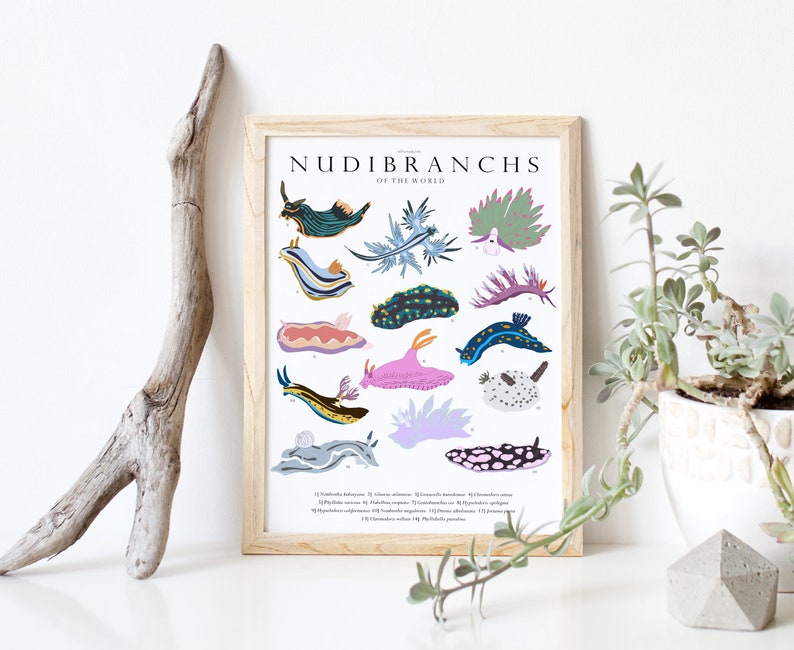 PRINTABLE Nudibranchs (seaslugs) of the World Poster, Educational ...