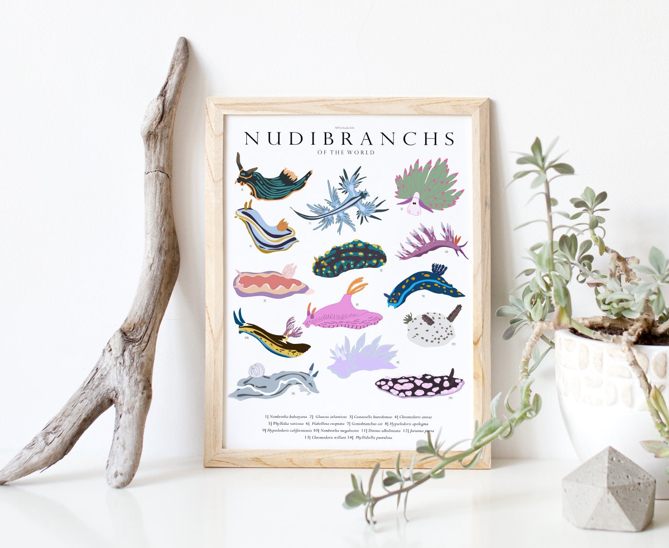 PRINTABLE Nudibranchs seaslugs of the World Poster, Educational ...