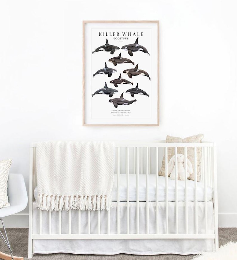 Killer Whale Ecotypes Poster – Educational Orca Wall Art (printable ...