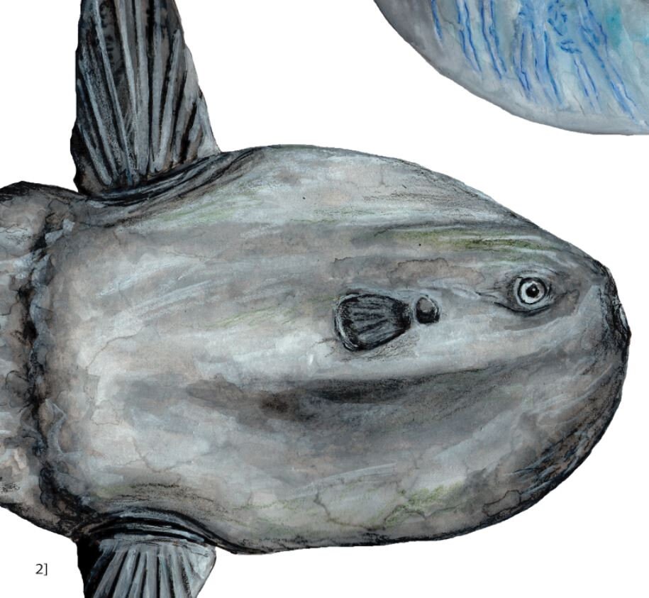 Ocean Sunfish Giclée Print Illustration Ocean Animals - Etsy UK