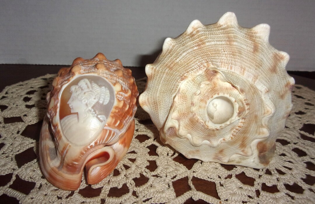 Two Conch Seashells - Sea Shells Italian Carved Cameo and Larger One - Etsy