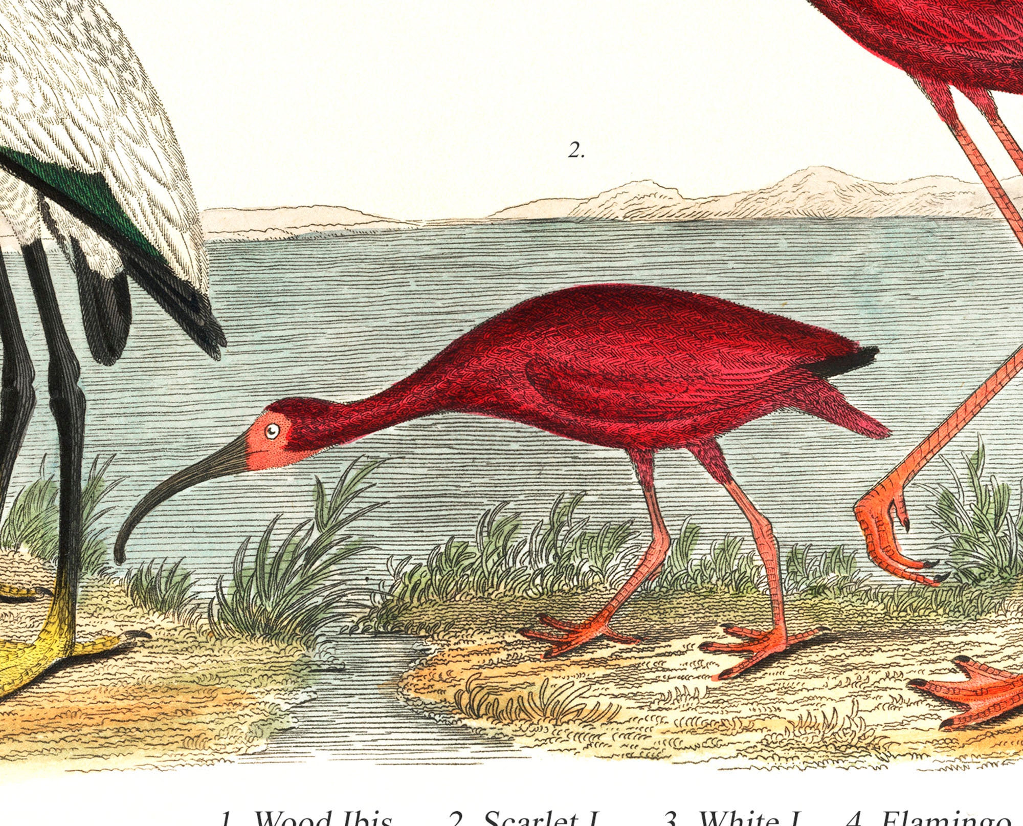 Flamingo print. Scarlet Ibis print. Coastal bird print. Pink | Etsy