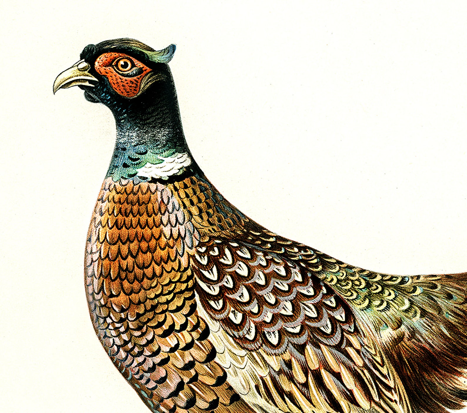 Pheasant art print Wild bird art Pheasant hunting print | Etsy