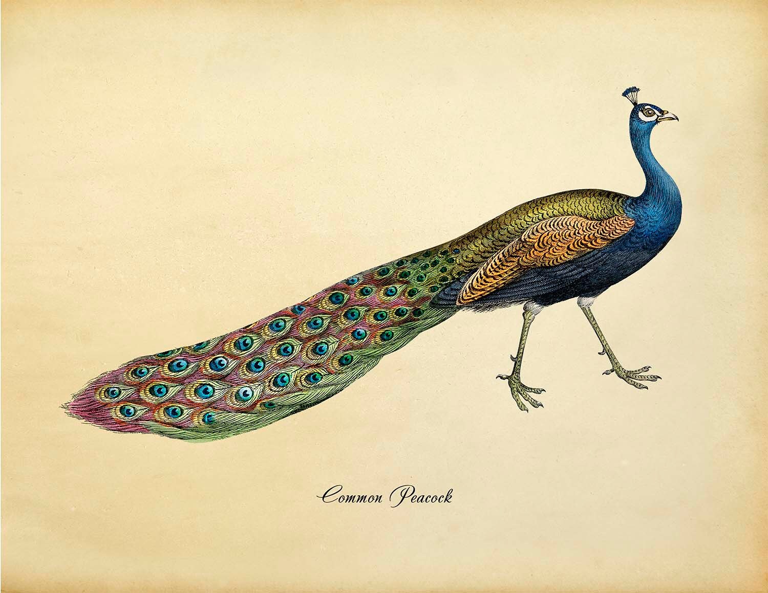 Peacock Print Peacock Wall Art Vintage Bird Wall Art Etsy