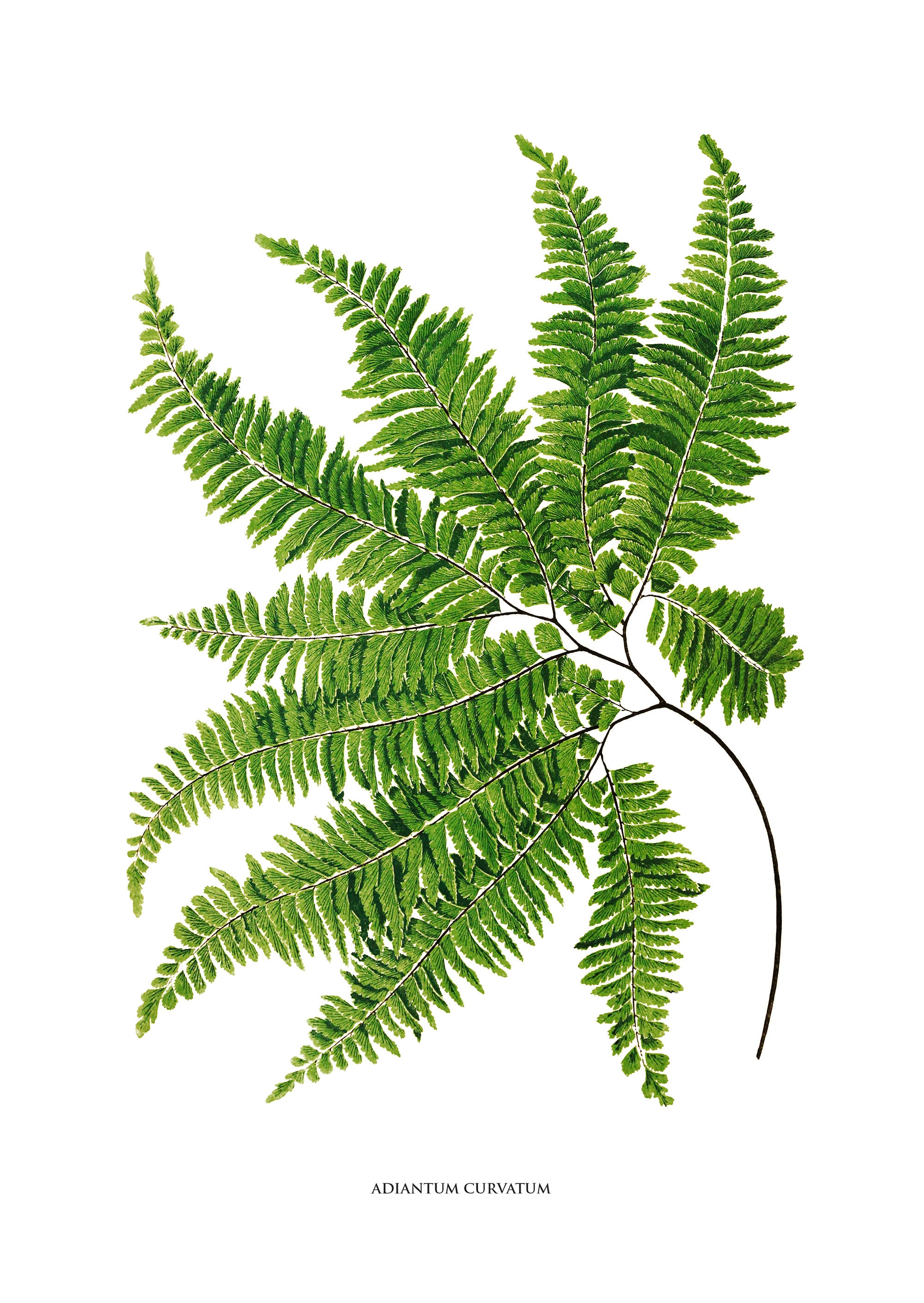 Set of 4 Botanical Prints Vintage Fern Print Fern Wall Art | Etsy