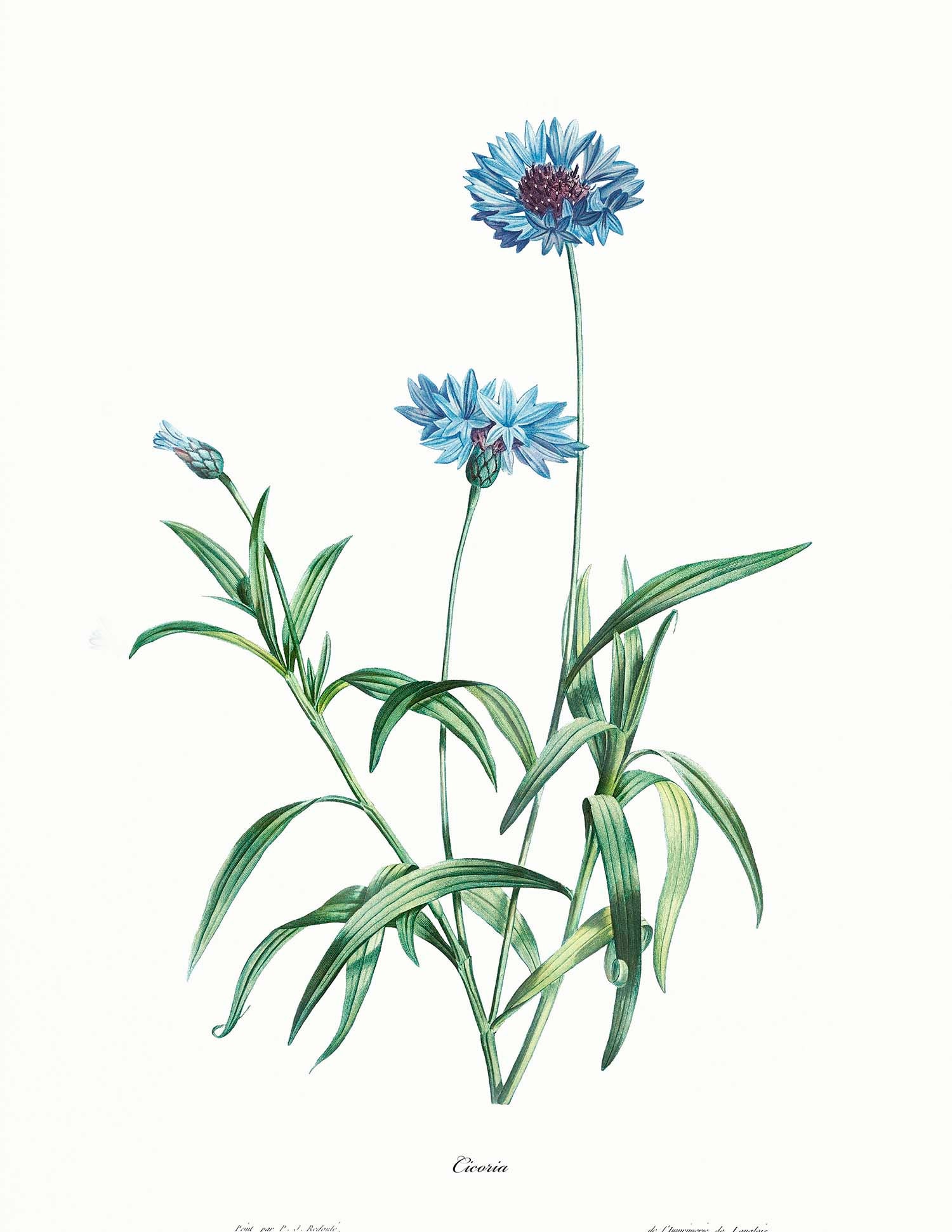 Wildflower print set Botanical prints Meadow flowers art | Etsy