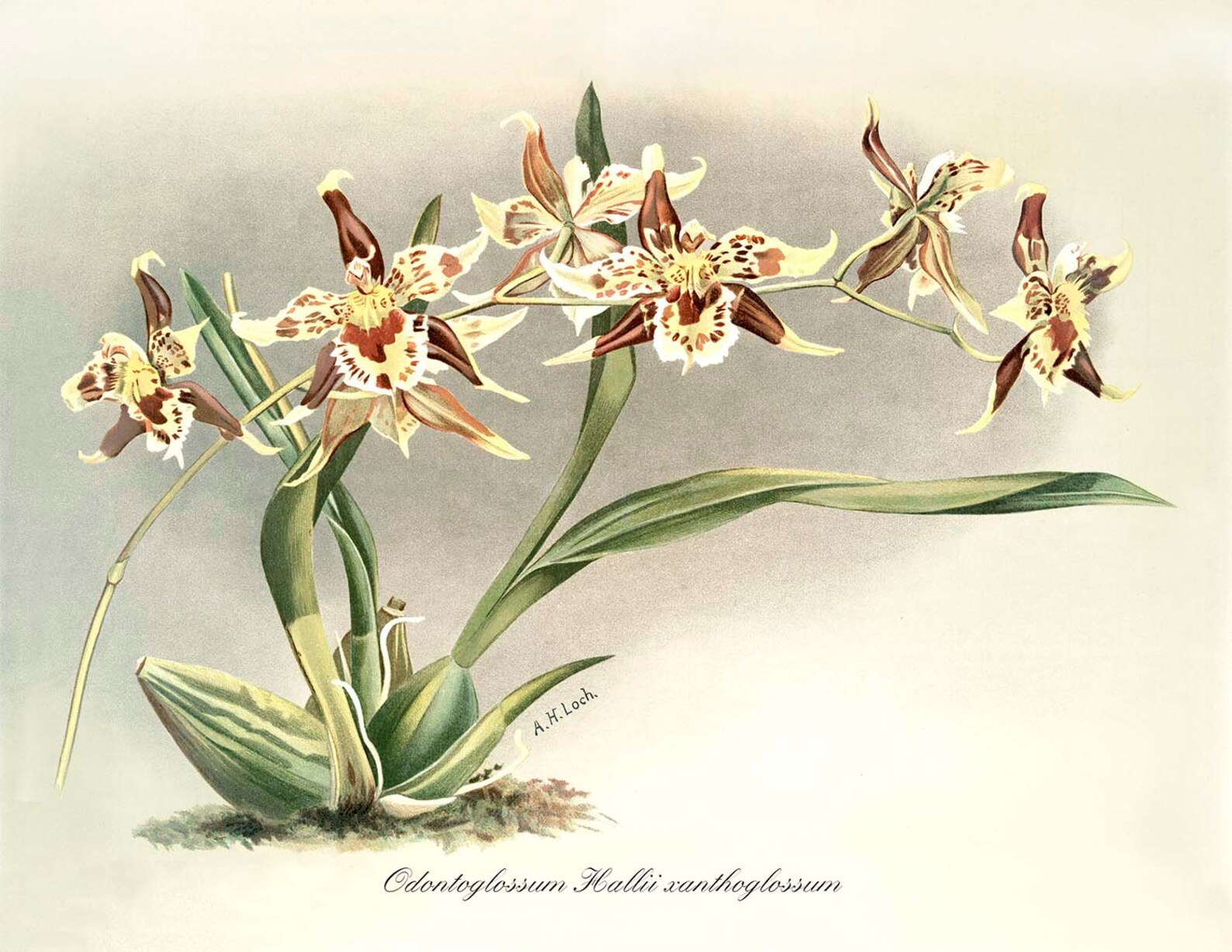 Set of 3 floral prints Orchids print Orchid wall art | Etsy