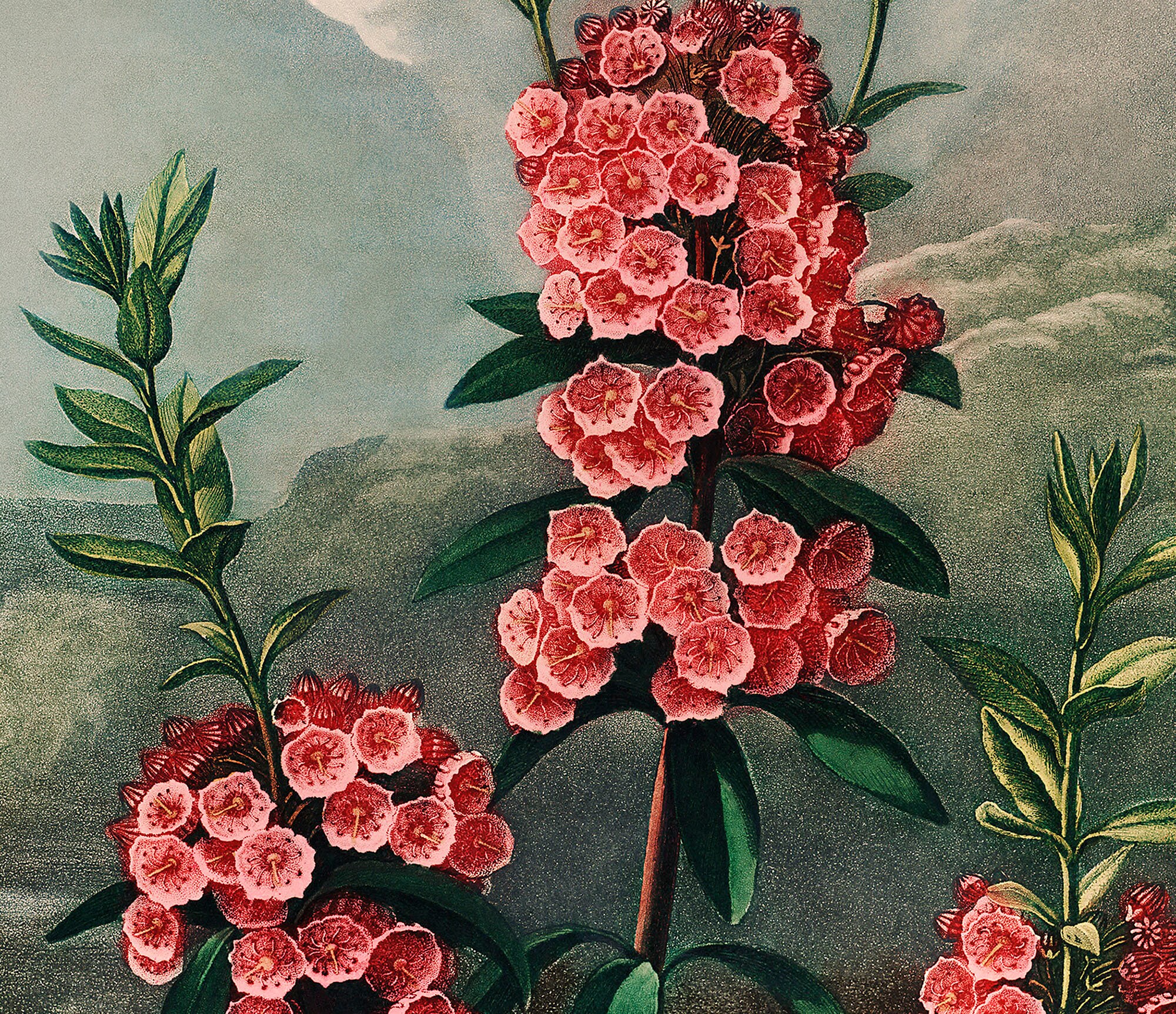 Set of 2 Flower Prints Vintage Botanical Prints Victorian | Etsy