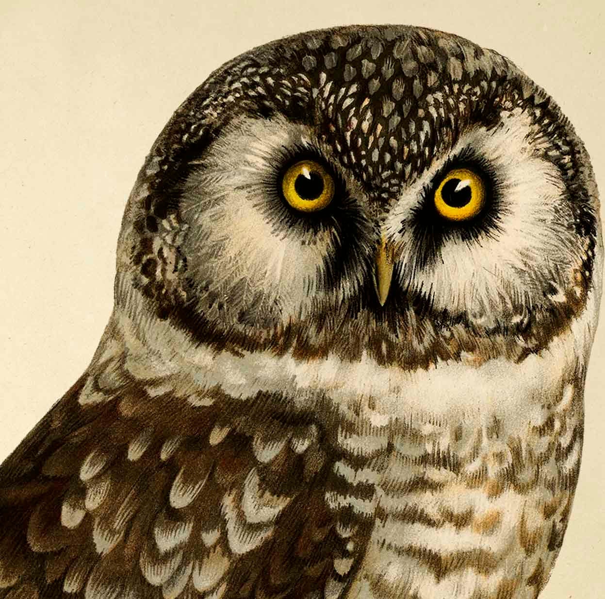Owl print Owl illustration Vintage bird print Woodland bird | Etsy Owl print Owl illustration Vintage bird print Woodland bird | Etsy