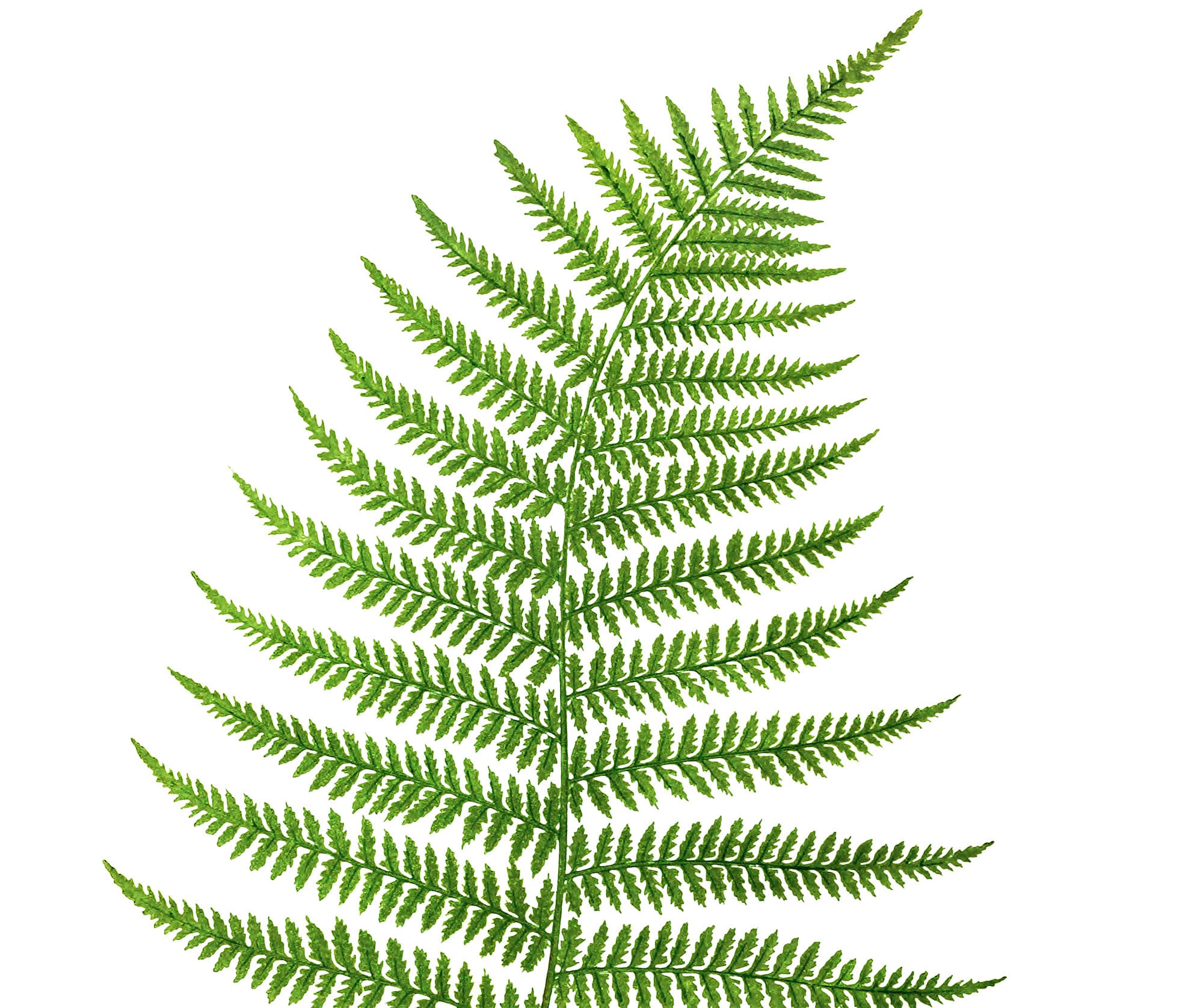 Set of 4 Botanical Prints Vintage Fern Print Fern Wall Art | Etsy