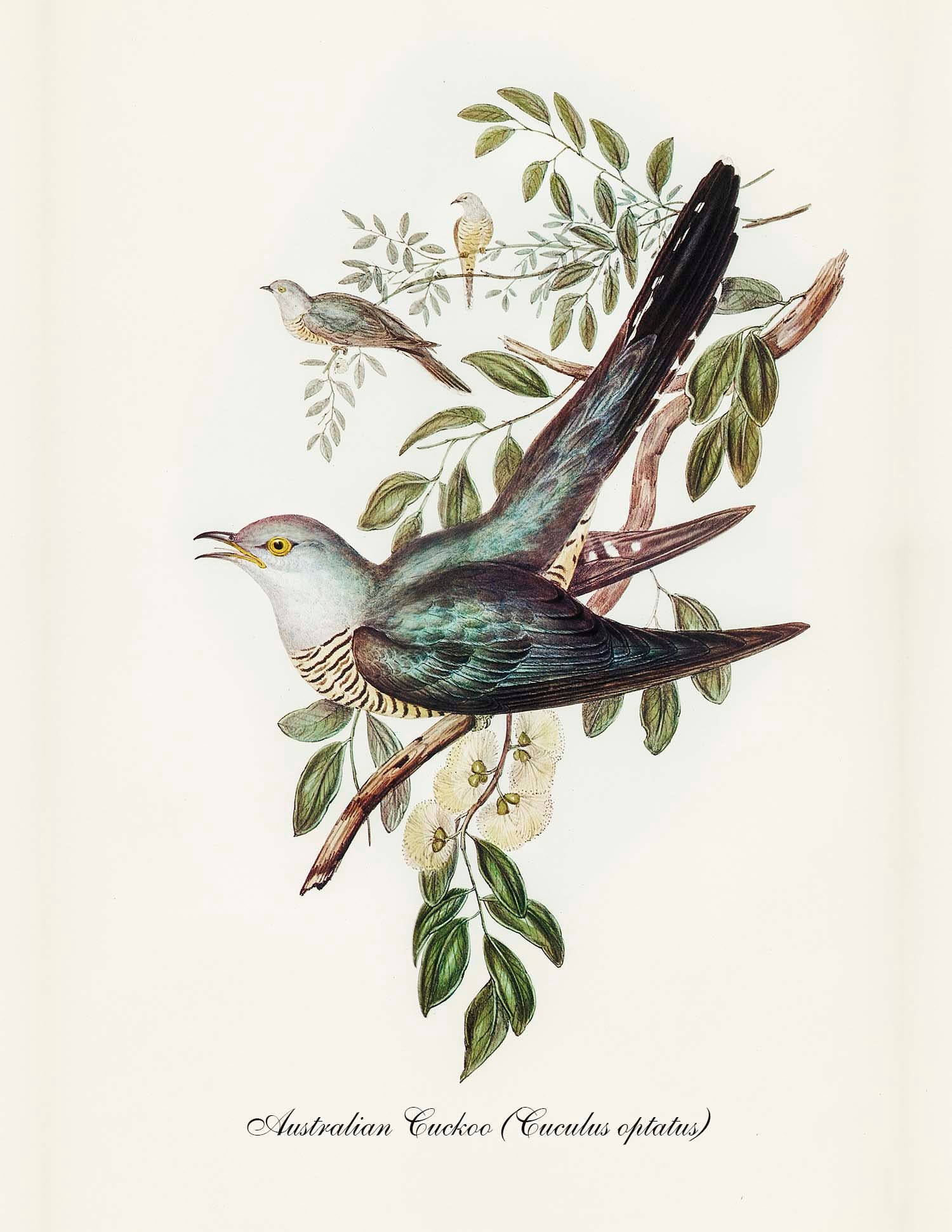 Vintage Bird Designs