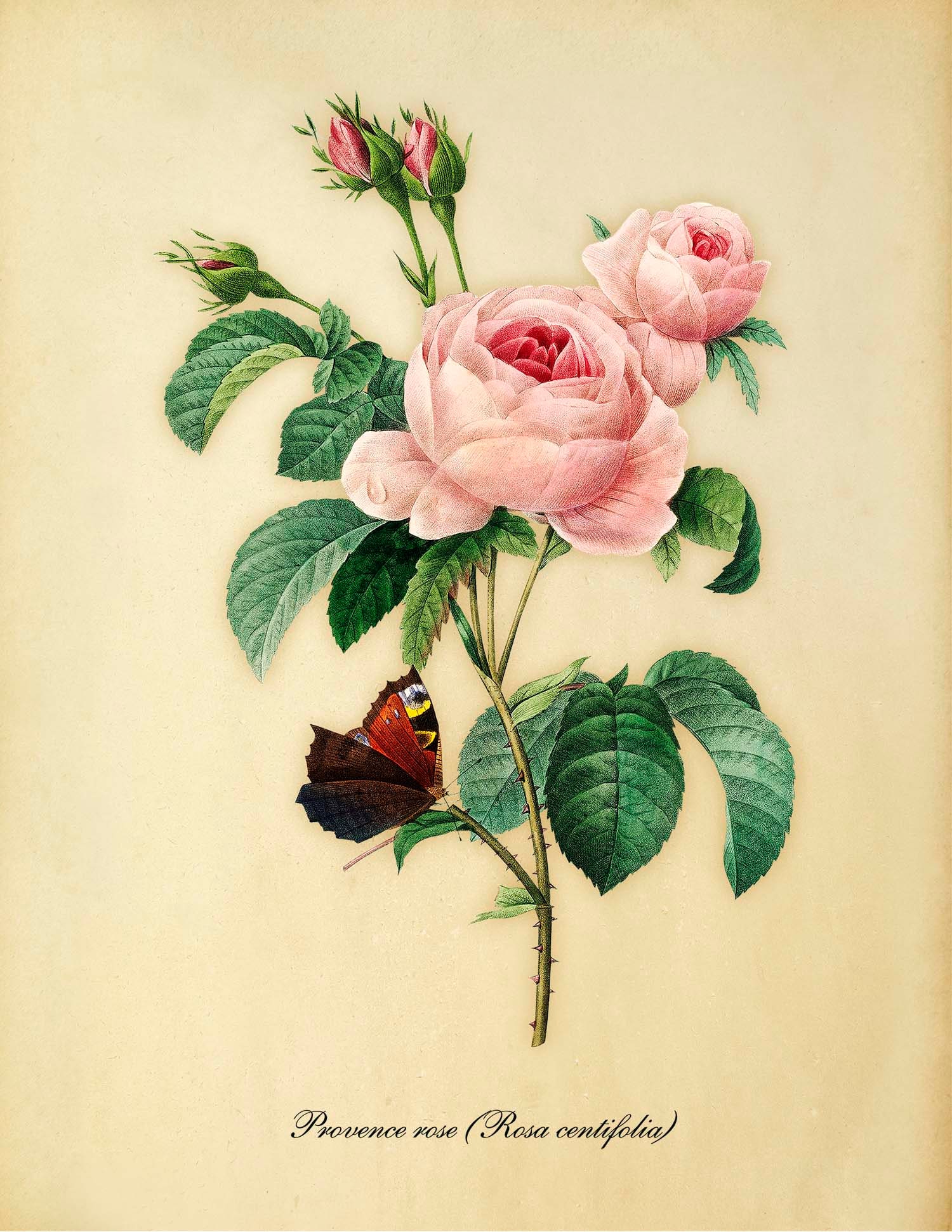 Set of 3 prints Rose botanical prints Victorian roses print | Etsy