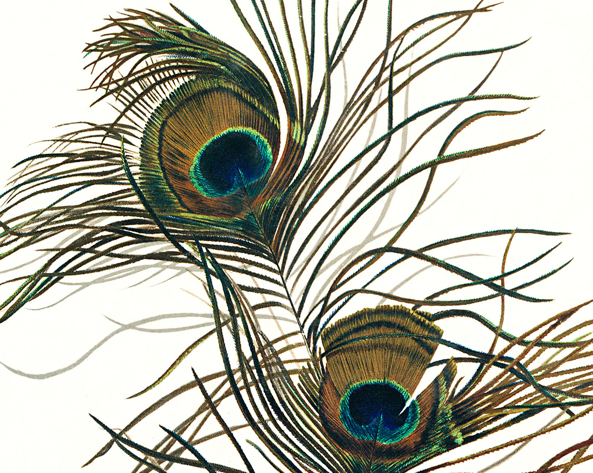 Peacock feather print Bird feather printable Peacock vintage | Etsy