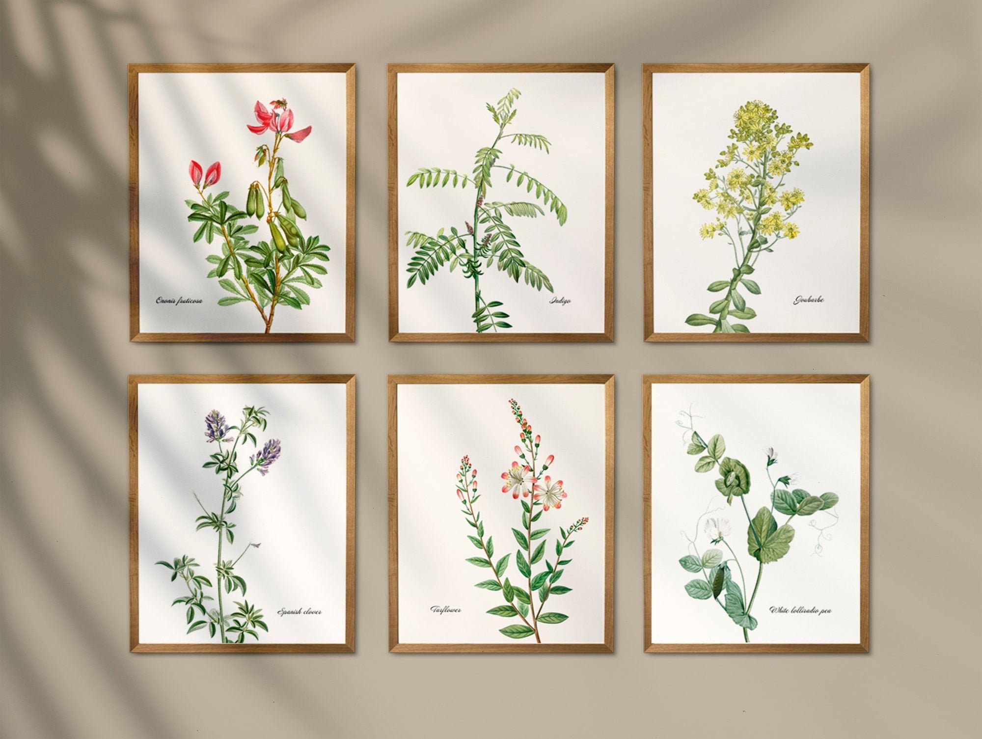 Set of 6 botanical prints Herb print set Wildflower prints | Etsy