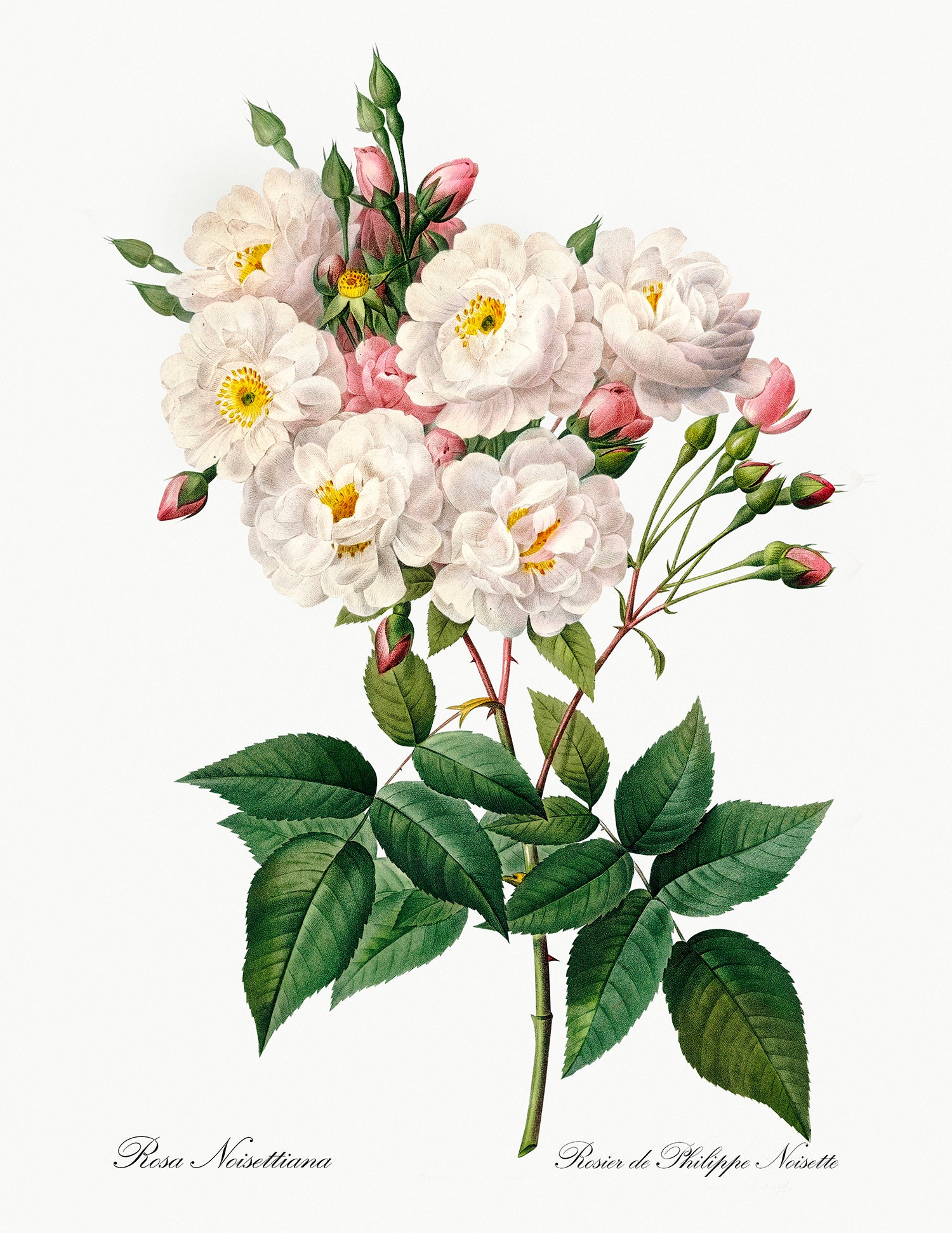 Victorian rose art Redoute rose print Shabby chic wall | Etsy