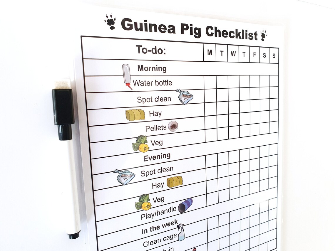 Guinea Pig Checklist Routine Animal Chore Chart | Etsy