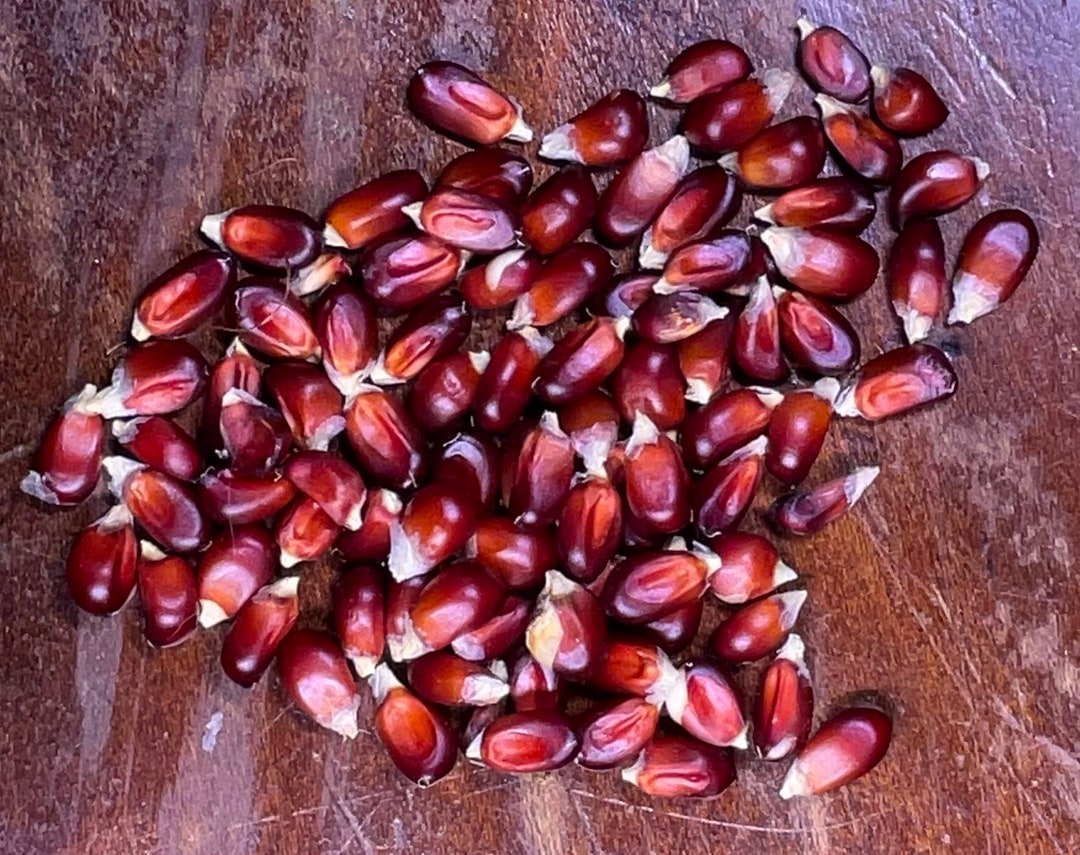 Heirloom Strawberry Popcorn Seed - Etsy