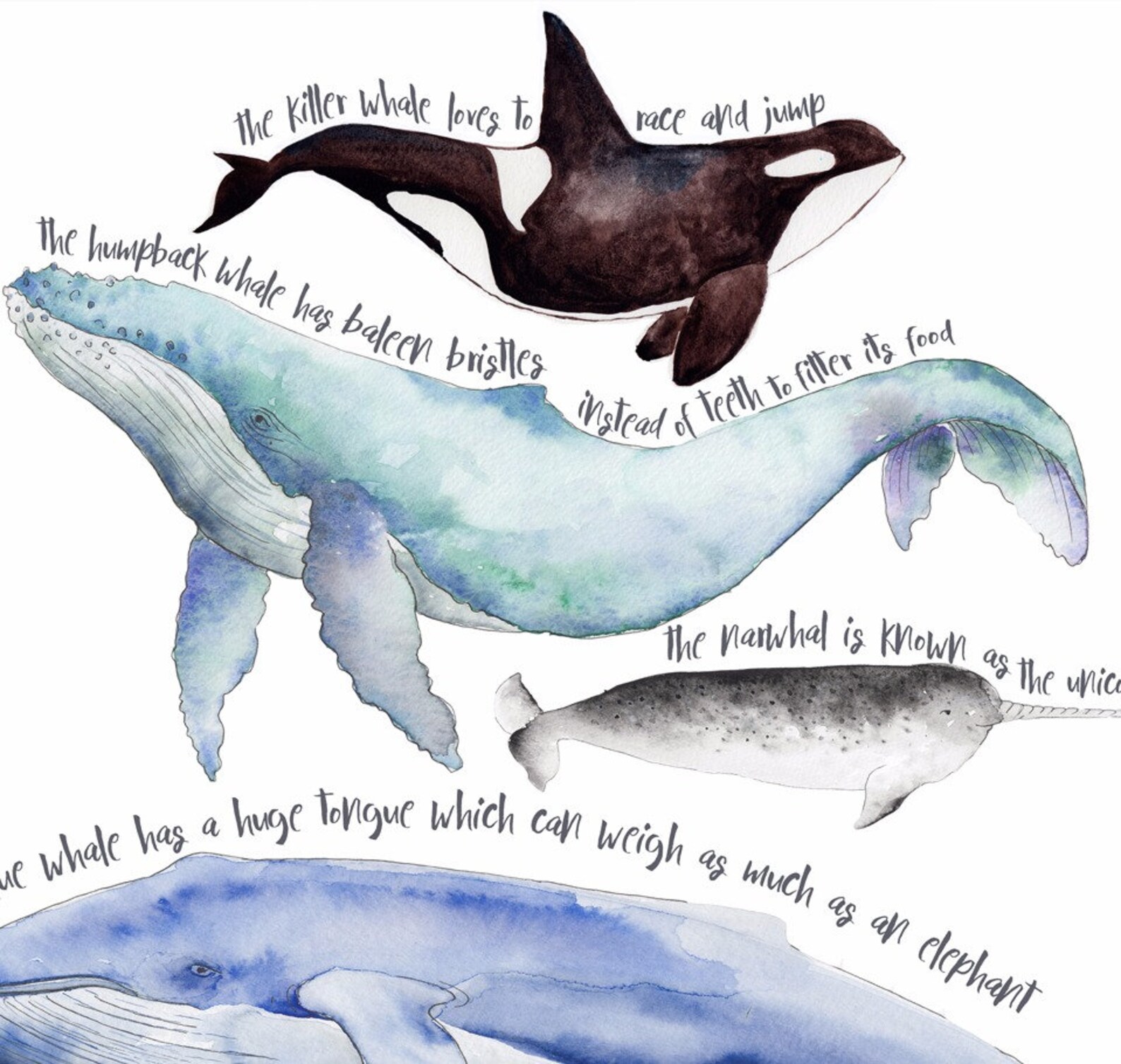 Whales of the world watercolour print. Whale poster. Kids room | Etsy