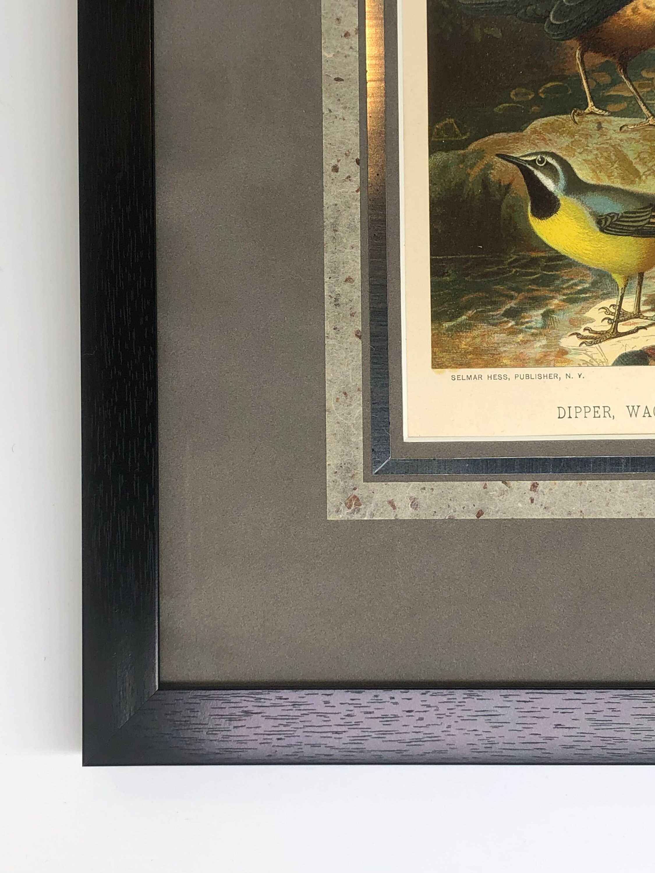 Dipper, Wagtails, and Wrens, Animate Creation; Our Living World, C1898 ...
