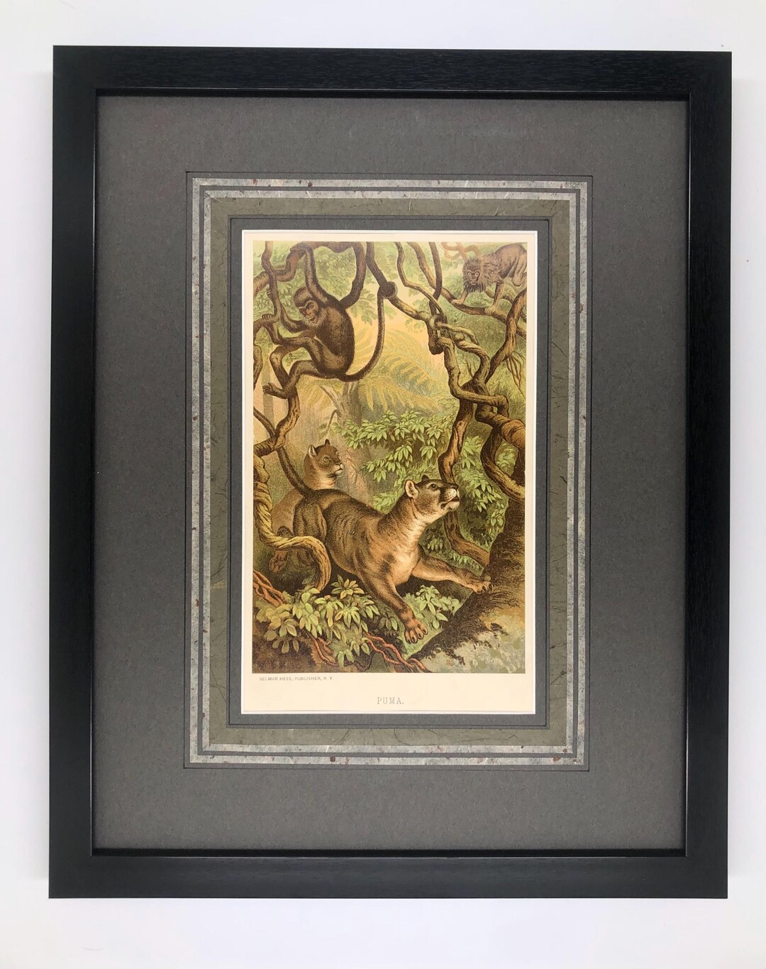 Puma, Animate Creation; Our Living World, C1898, Antique Artwork, One ...