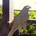 Cut Metal Rusty Peregrine Falcon Garden Home Yard Lawn Outdoor Art Tree ...