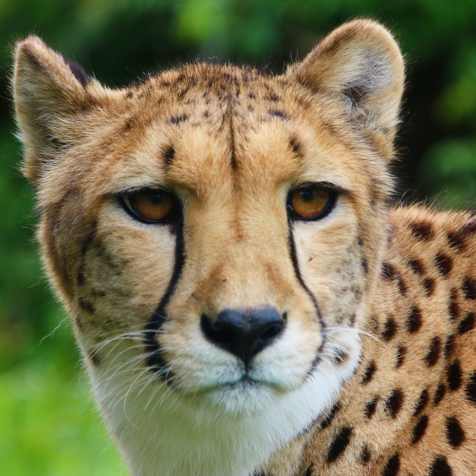 Cheetah Print - Etsy