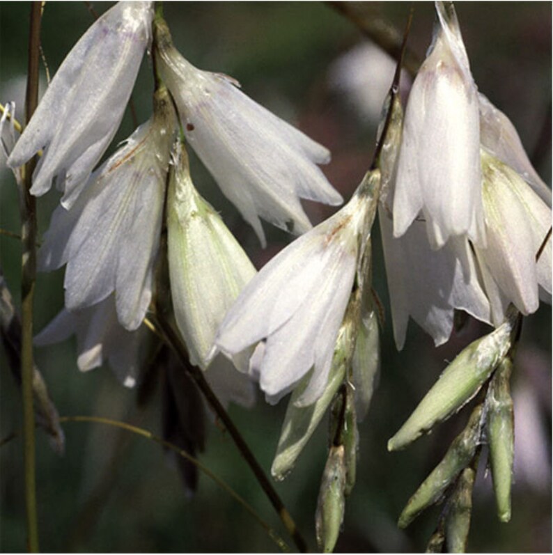DIERAMA ARGYREUM X10 Seeds Angels Fishing-rods Fairy Flower - Etsy UK