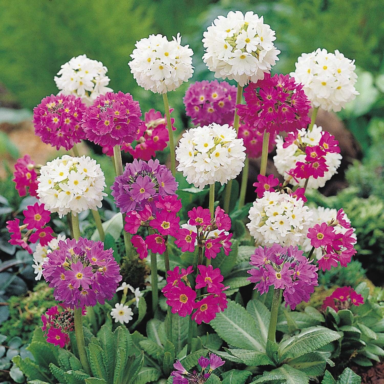Primula Denticulata Mixed. X25 Seeds Hardy Perennial Fairy - Etsy UK