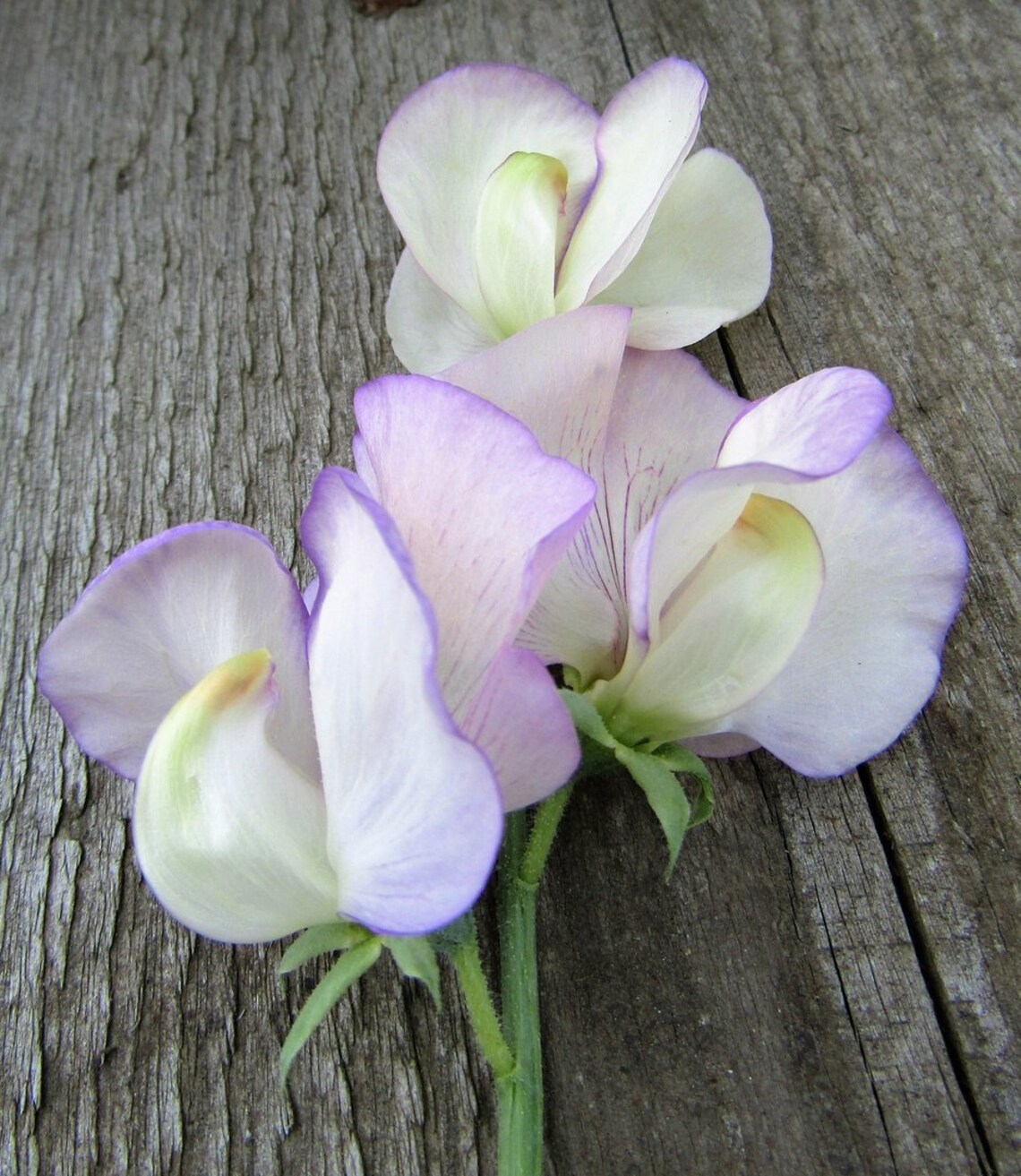 Sweet Pea High Scent X30 Seeds One of the World's Most - Etsy UK