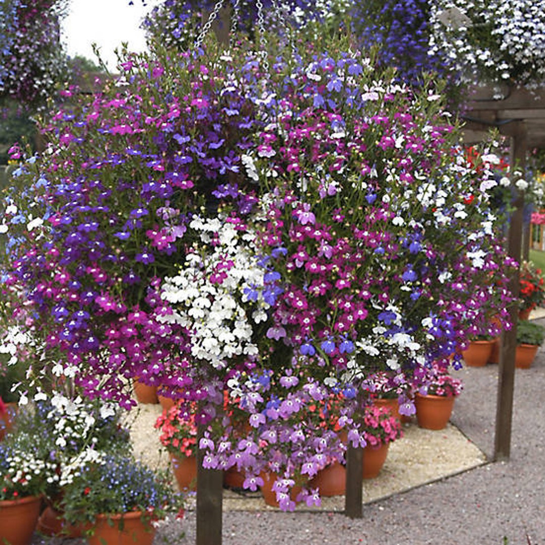 Lobelia Cascade Mixed Seeds Approx. 3000 Seeds Trailing - Etsy UK