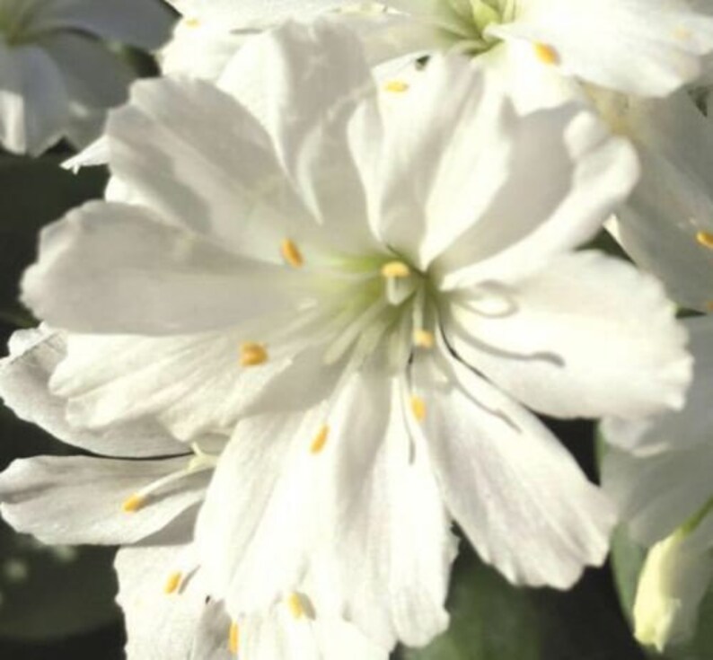 Lewisia Elise Mixed Approx. X10 Seeds Rockery Plant - Etsy UK