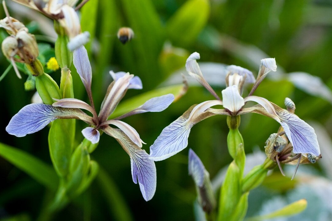 Gladdon Iris Foetidissima stinking Iris Approx - Etsy UK