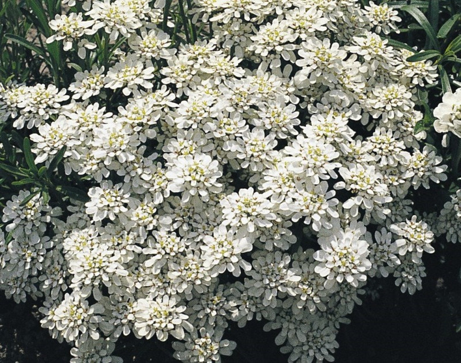 Iberis Snowflake x25 Hardy Perennial Fairy Flower Seeds | Etsy