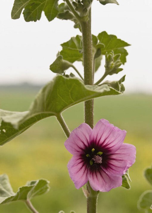 Tree Mallow Malva Arborea Approx 25 Seeds Wild Flower - Etsy UK