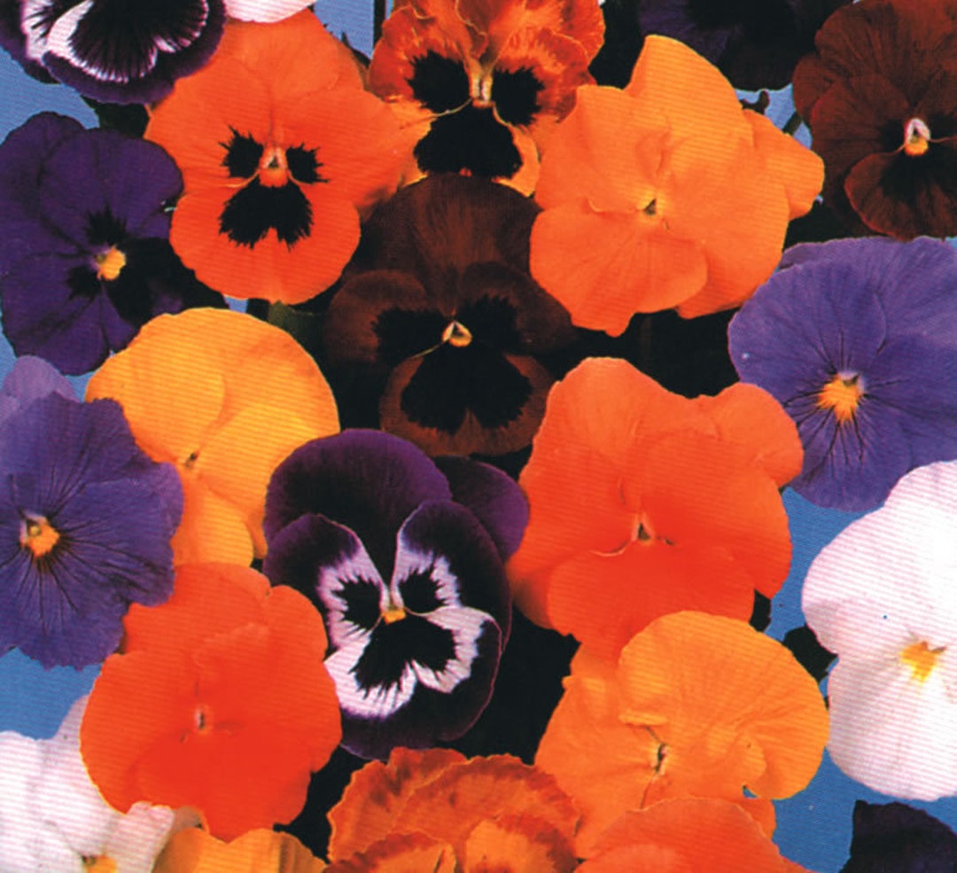 Winter Flowering Pansy Giant Forerunner Blended Mixture Approx, 50 ...