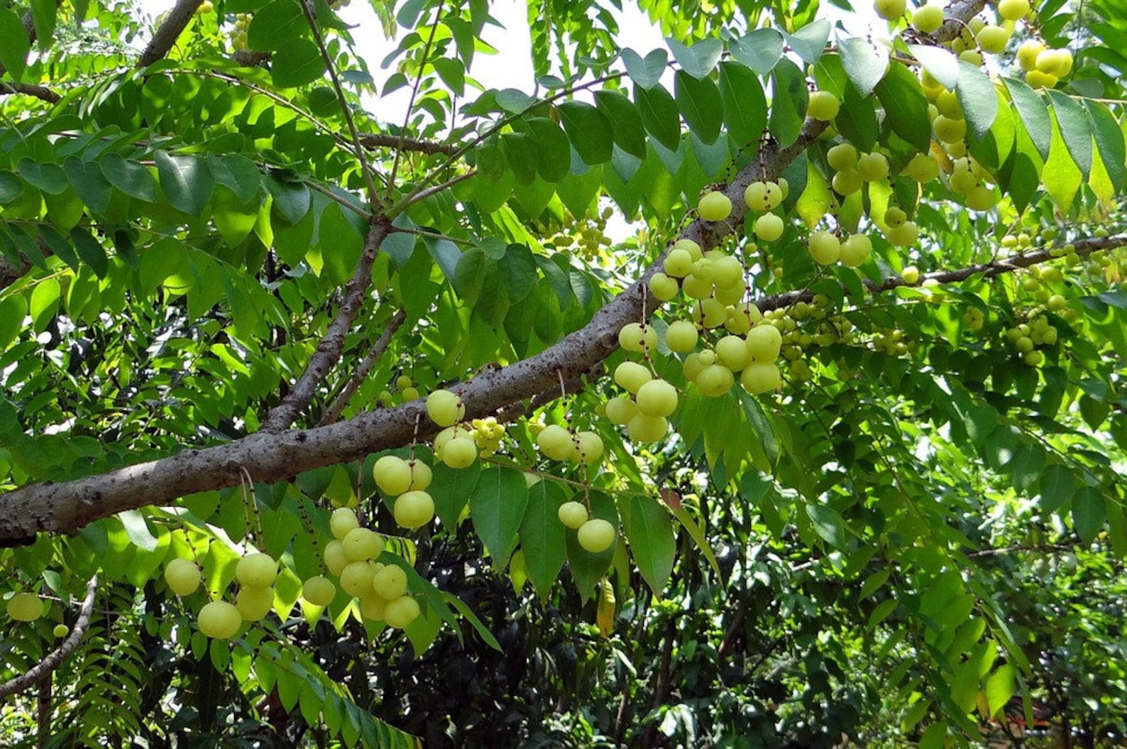 Phyllanthus Emblica X10 Seeds the Indian Gooseberry Tree - Etsy UK