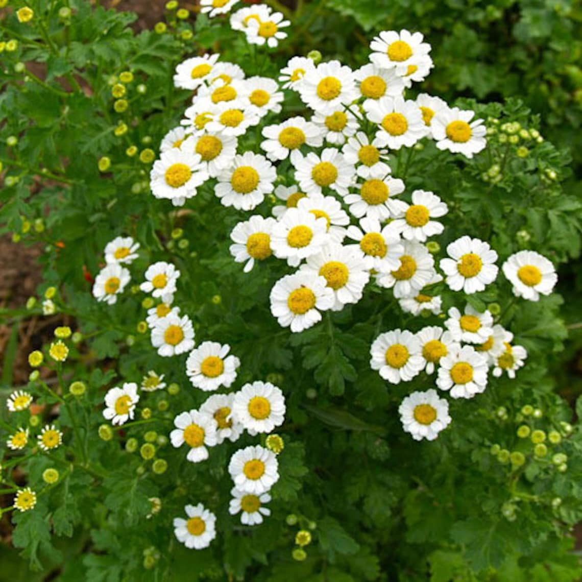 Tanacetum Parthenium Approx 100 Seeds Perennial Ancient - Etsy UK