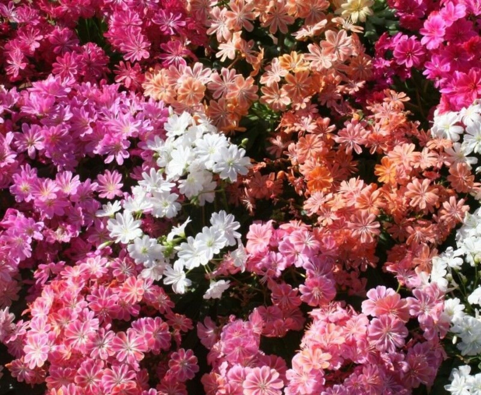 Lewisia Elise Mixed Approx. X10 Seeds Rockery Plant - Etsy UK